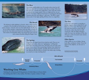 whale-behaviors - TeachingCave.com - TeachingCave.com