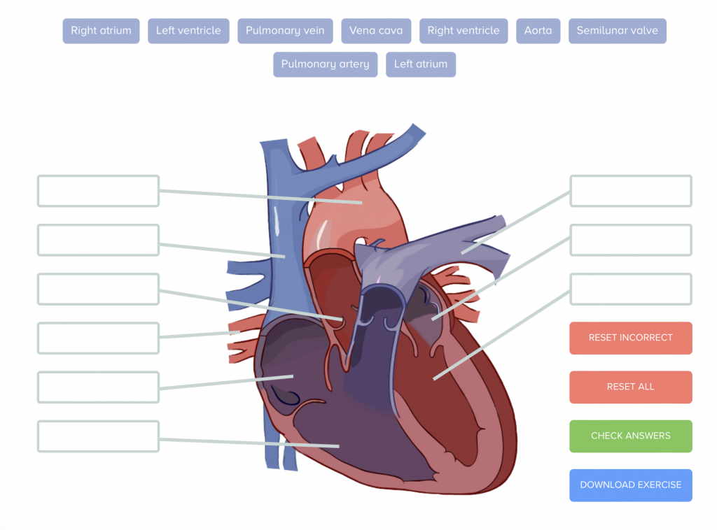 Label the heart - TeachingCave.com - TeachingCave.com